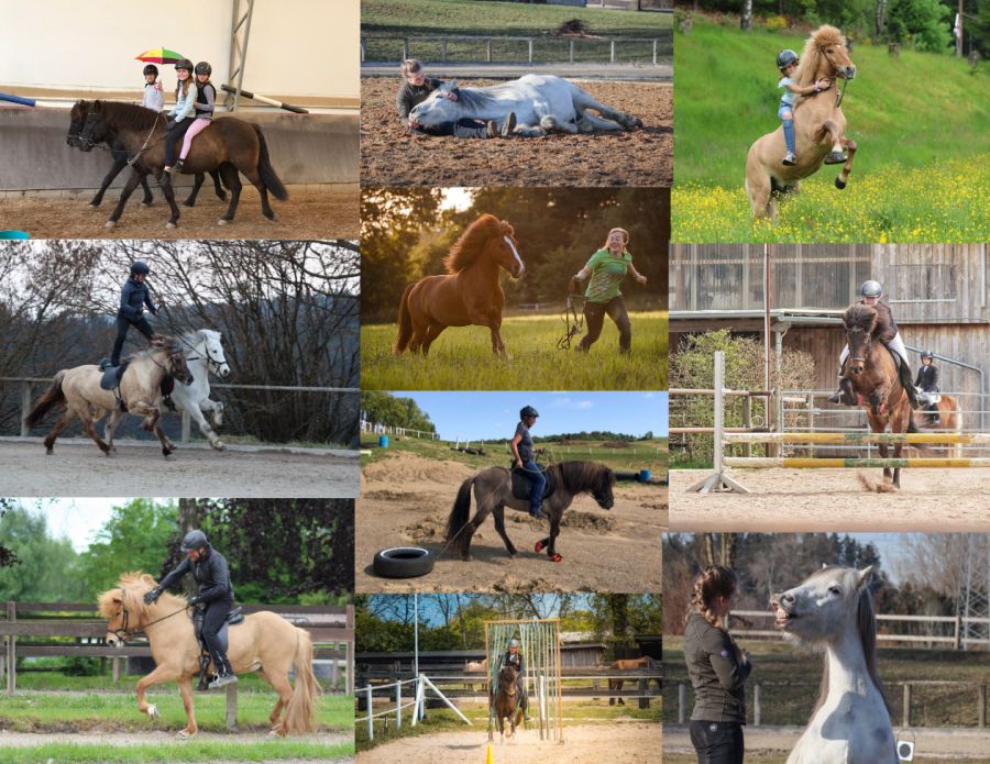 Photo Competition 2023 – the first voting – Icelandic Horse Society of ...